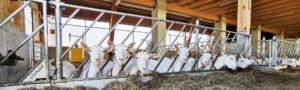 Ziegenstall für eine ökologische Ziegenhaltung | Agrotel