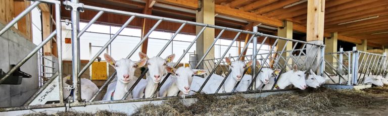 Ziegenstall für eine ökologische Ziegenhaltung | Agrotel
